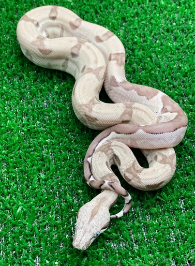 Possible Super Ghost Boa Constrictor by Taking Up Serpents