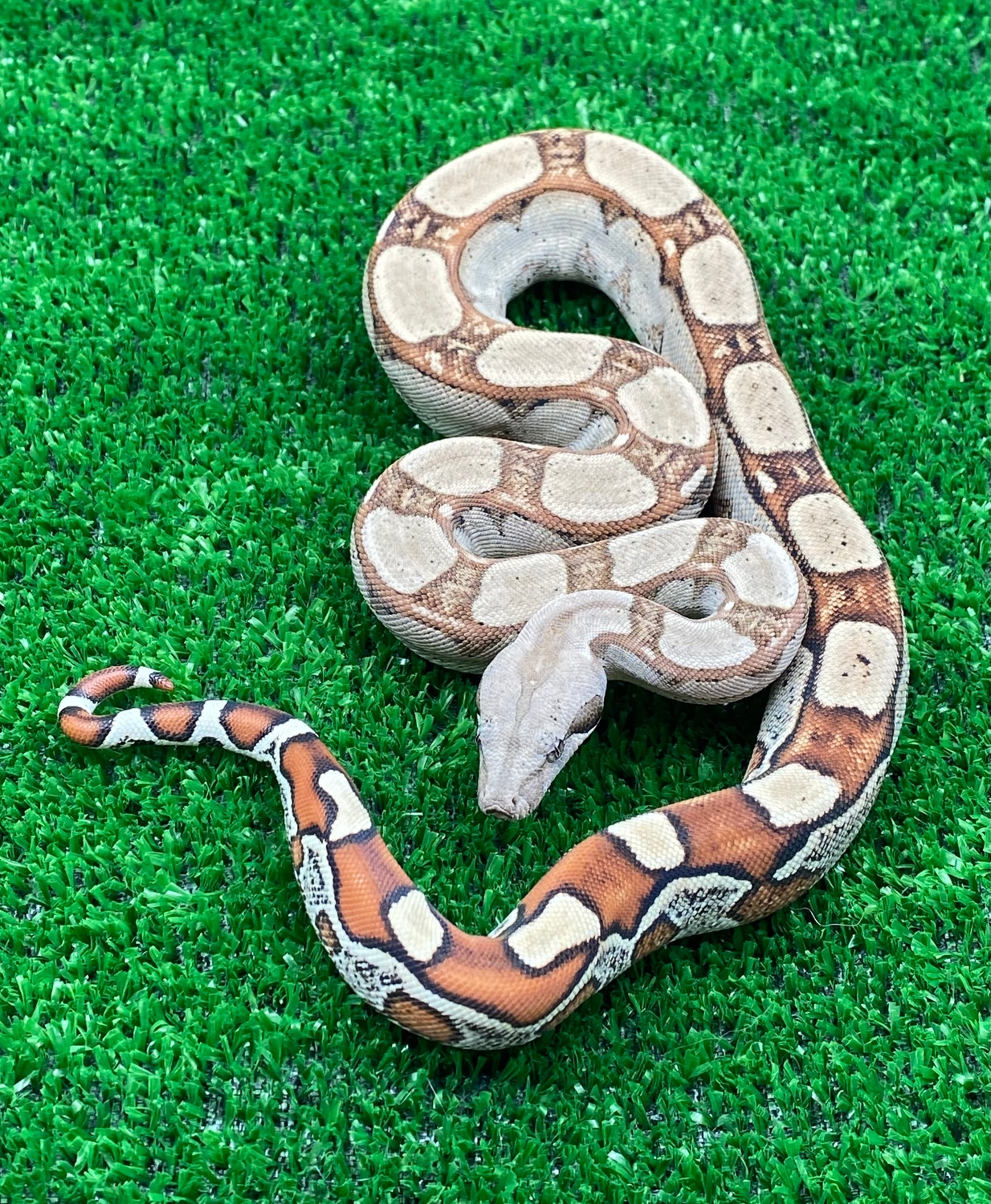 Ferrari Key West Het Anery Boa Constrictor by Taking Up Serpents ...