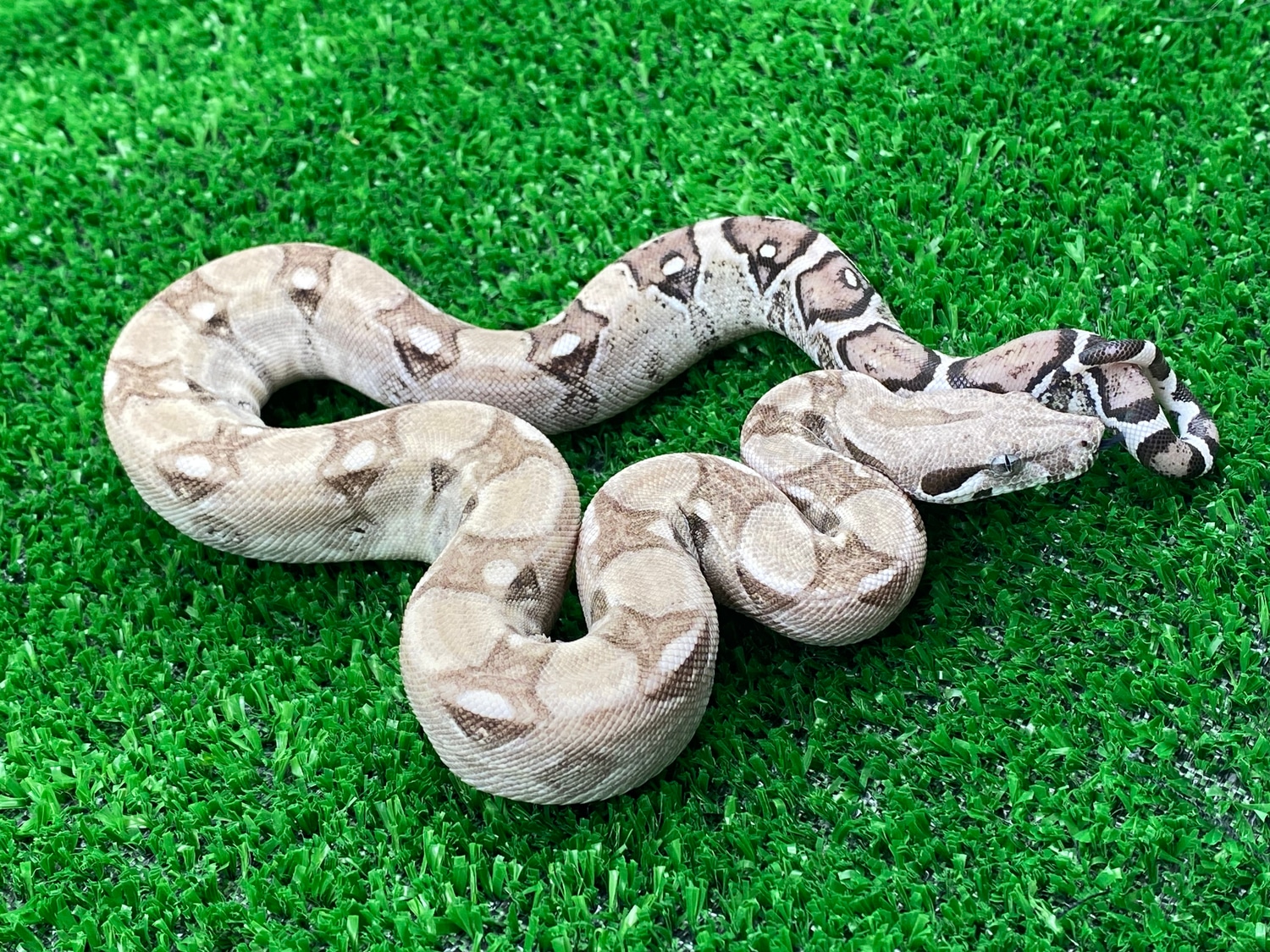 Ferrari/Inferno Anery Boa Constrictor by Taking Up Serpents - MorphMarket