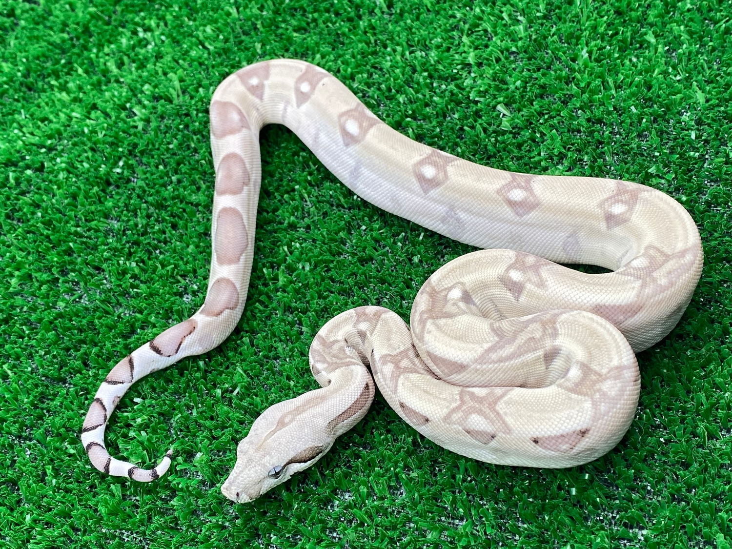 Ferrari/Inferno Ghost Boa Constrictor by Taking Up Serpents - MorphMarket