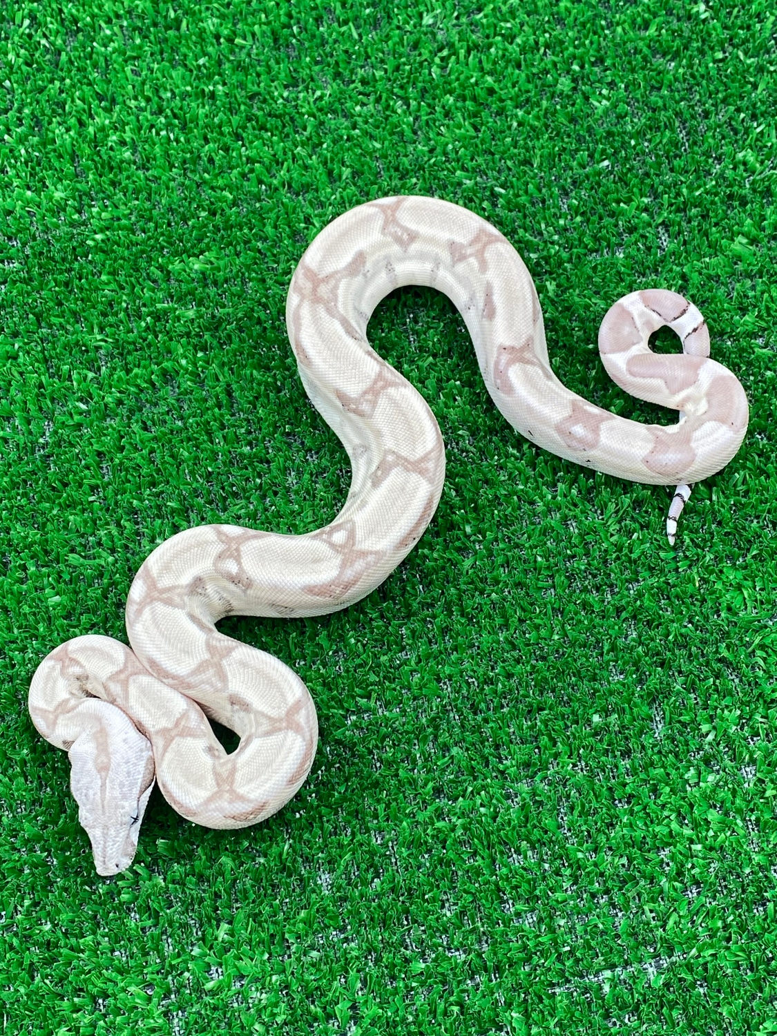 Ferrari/Inferno Ghost Boa Constrictor by Taking Up Serpents - MorphMarket