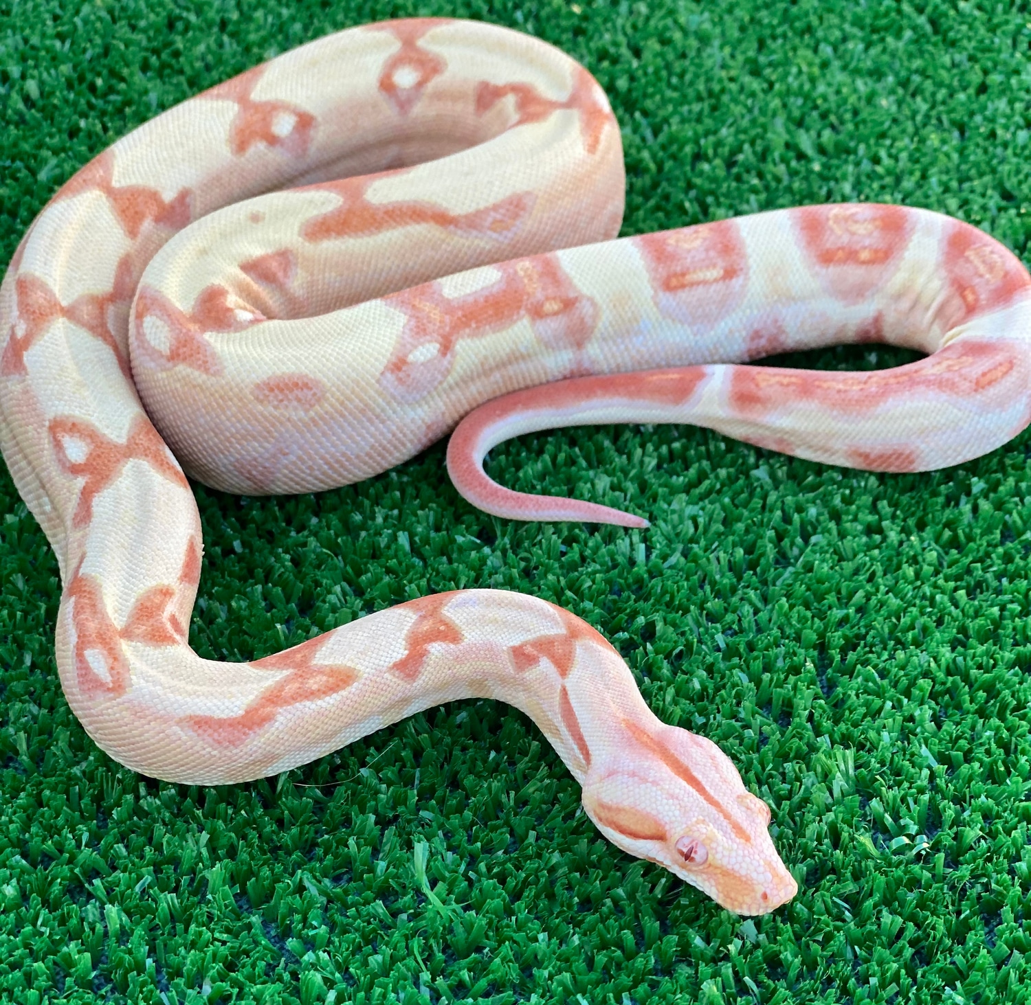 IMG Sunglow Kahl Stripe Line Boa Constrictor by Taking Up Serpents ...
