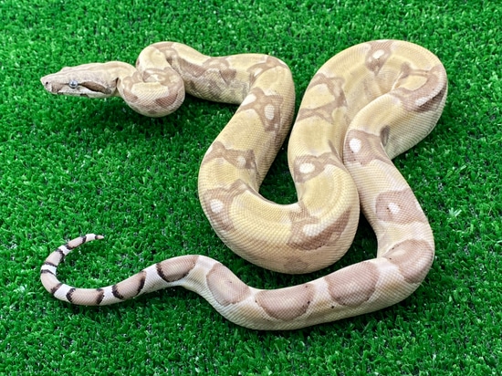 Ferrari/Inferno Ghost Boa Constrictor by Taking Up Serpents