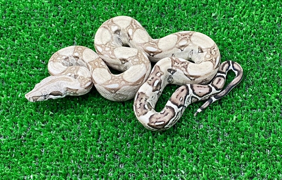 Ferrari Pastel Anery Boa Constrictor by Taking Up Serpents