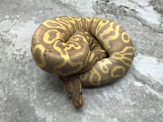 Banana Leopard Blitz Ball Python by TallGrass Reptiles