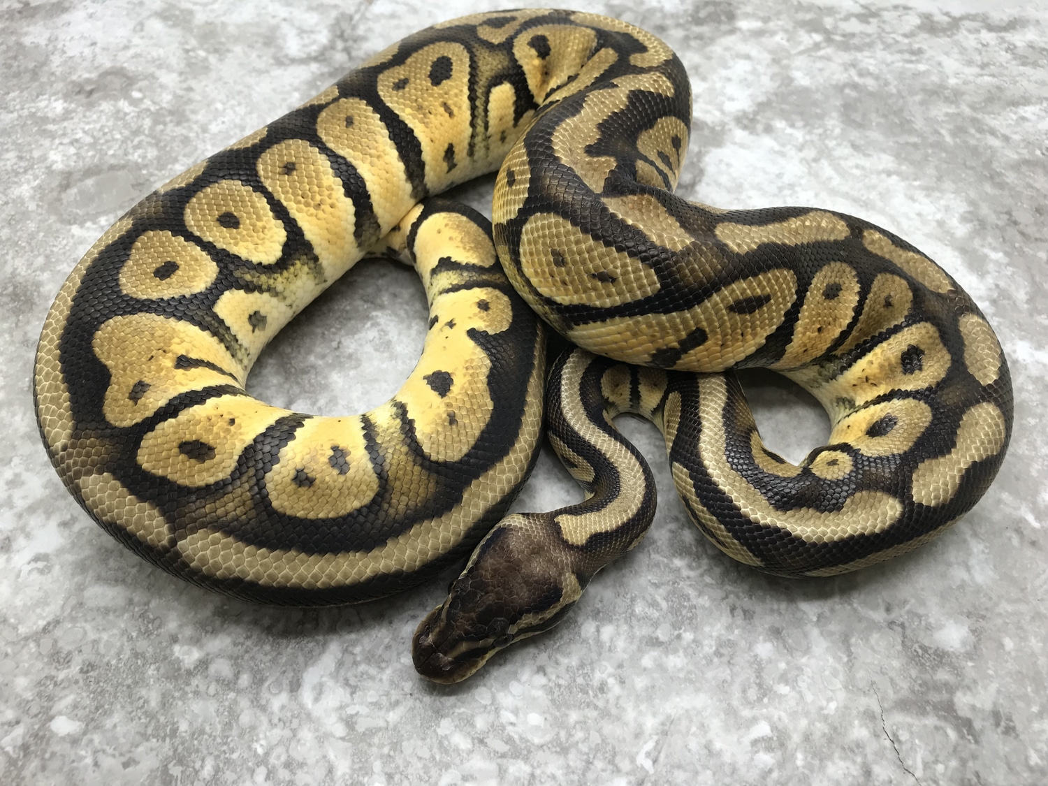 Super Pastel Het Axanthic (TSK) Het DG Ball Python by TallGrass ...