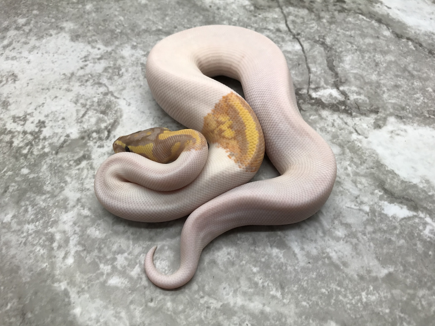 Pied Banana Yellow Belly Ball Python by TallGrass Reptiles - MorphMarket