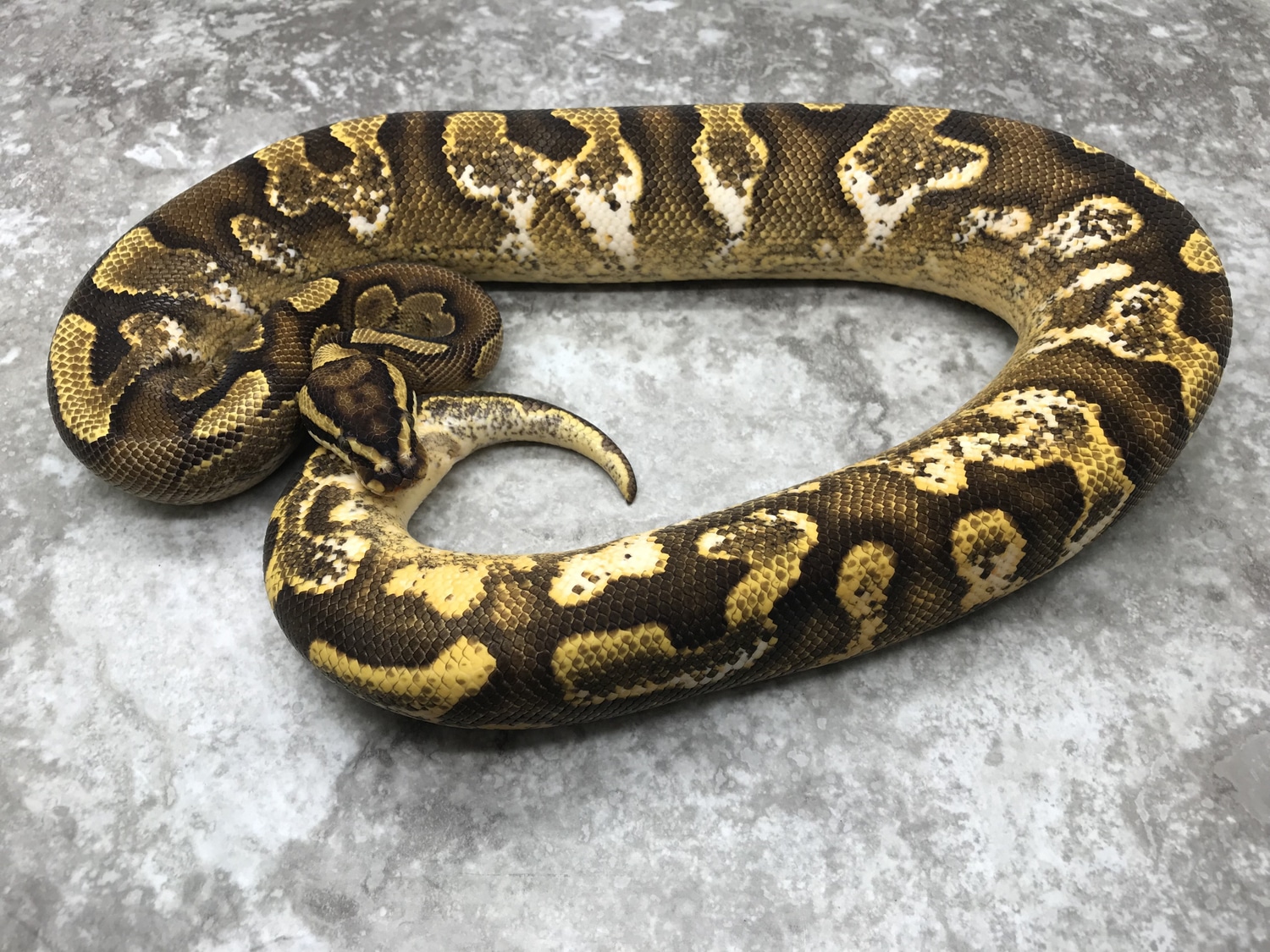 GHI Enchi Calico Asphalt OR YB Ball Python by TallGrass Reptiles - MorphMarket