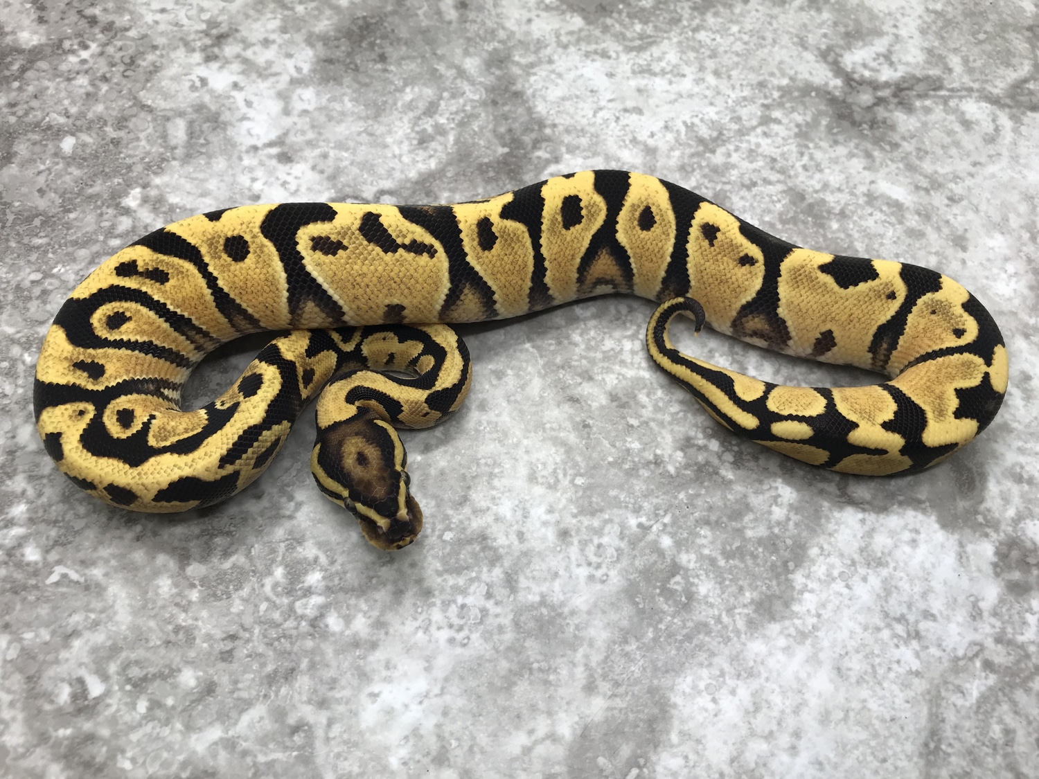 Orange Dream Vanilla Yellow Belly Ball Python by TallGrass Reptiles ...