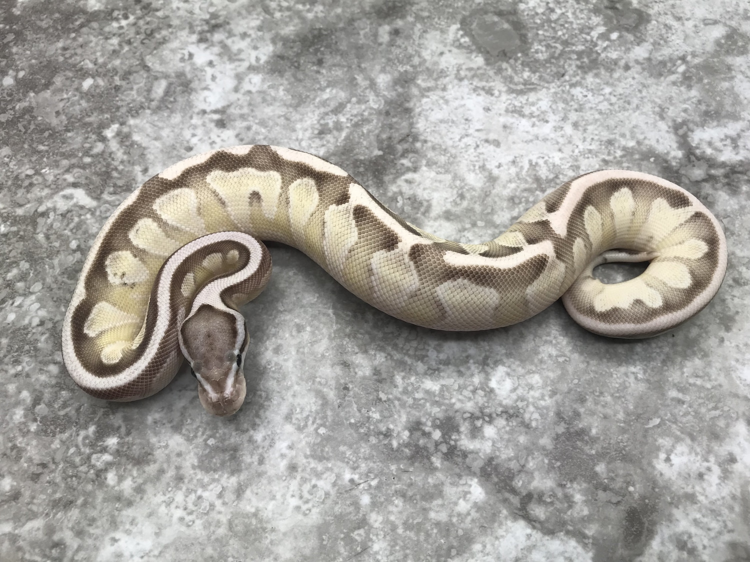 Enchi Vanilla Lesser Axanthic Ball Python by TallGrass Reptiles ...