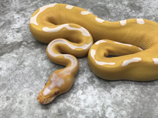 Lavender Clown Super Blade Ball Python by TallGrass Reptiles
