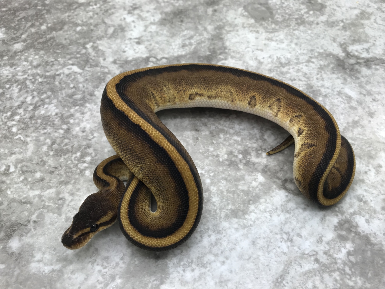 Blackhead Genetic Stripe Ball Python by TallGrass Reptiles - MorphMarket