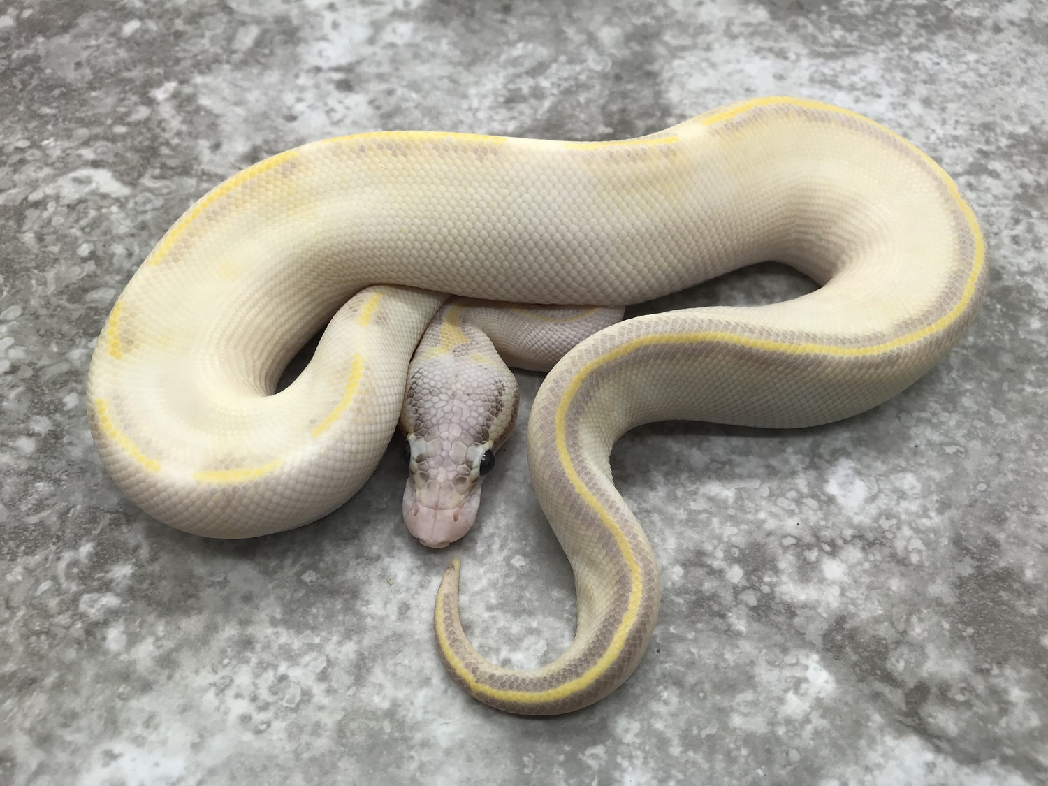 Pastel Ivory Het Desert Ghost Ball Python by TallGrass Reptiles ...