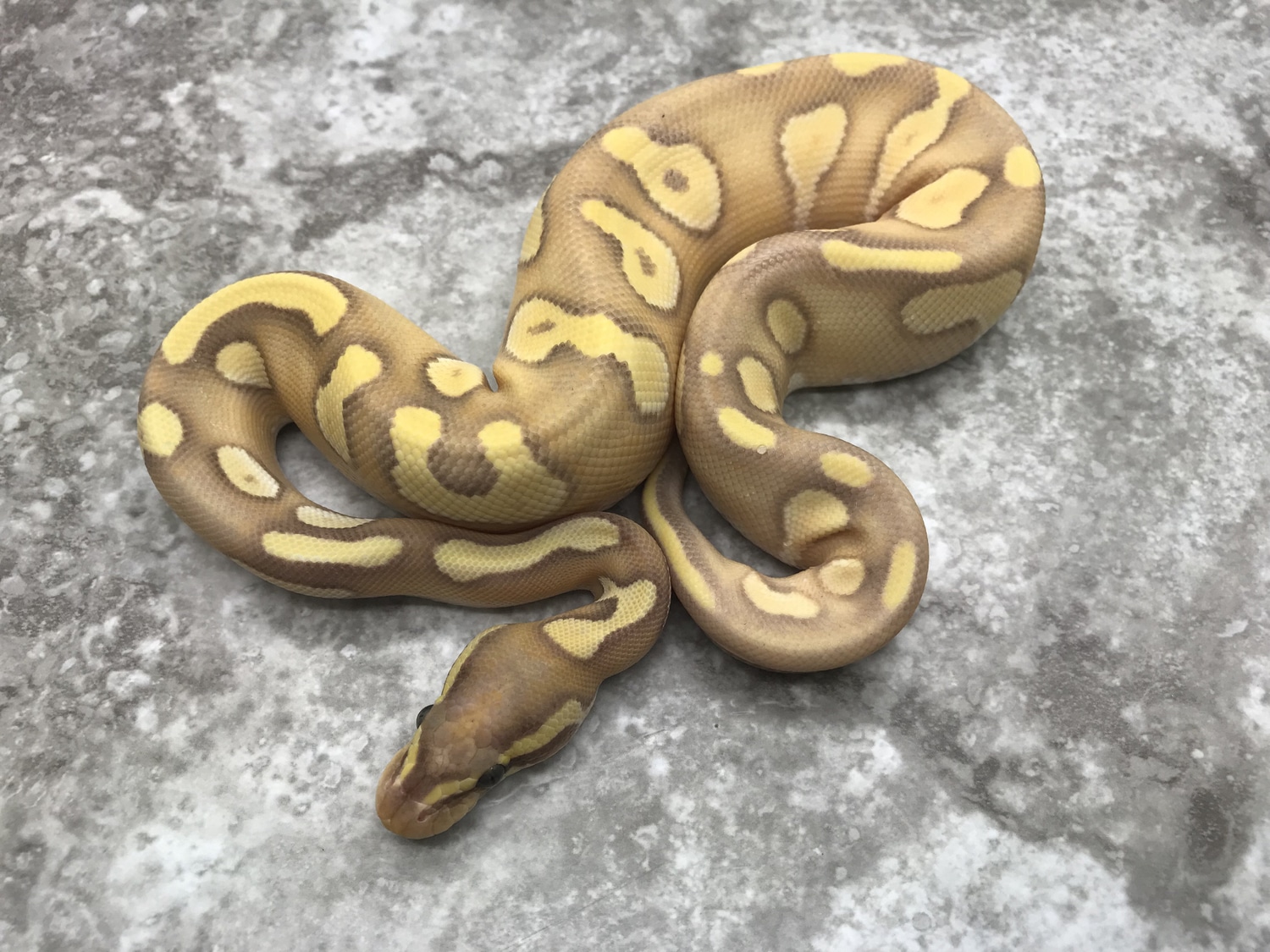 Blackhead Enchi Mojave Coral Glow Ball Python by TallGrass Reptiles ...