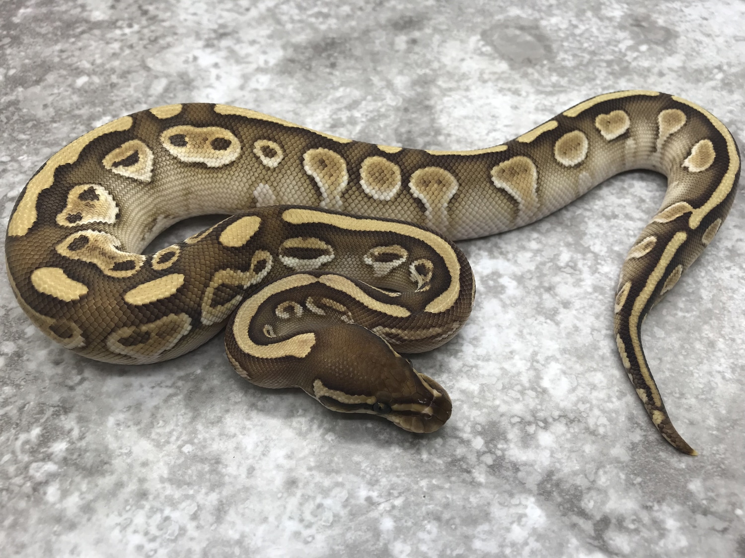 Lesser Spotnose Het Clown Ball Python by TallGrass Reptiles - MorphMarket