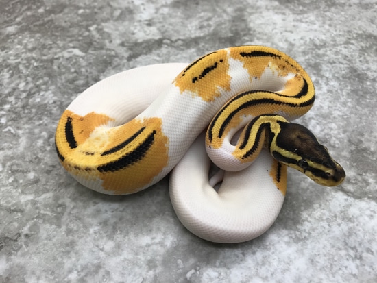 Orange Dream Yellow Belly Pastel GeneX Pied Ball Python by TallGrass ...