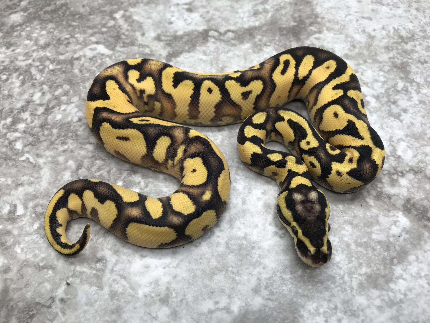 Blackhead Pastel Yellow Belly Ball Python by TallGrass Reptiles ...
