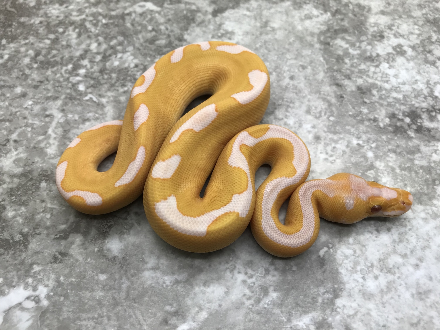 Lavender Clown Blade Ball Python by TallGrass Reptiles - MorphMarket