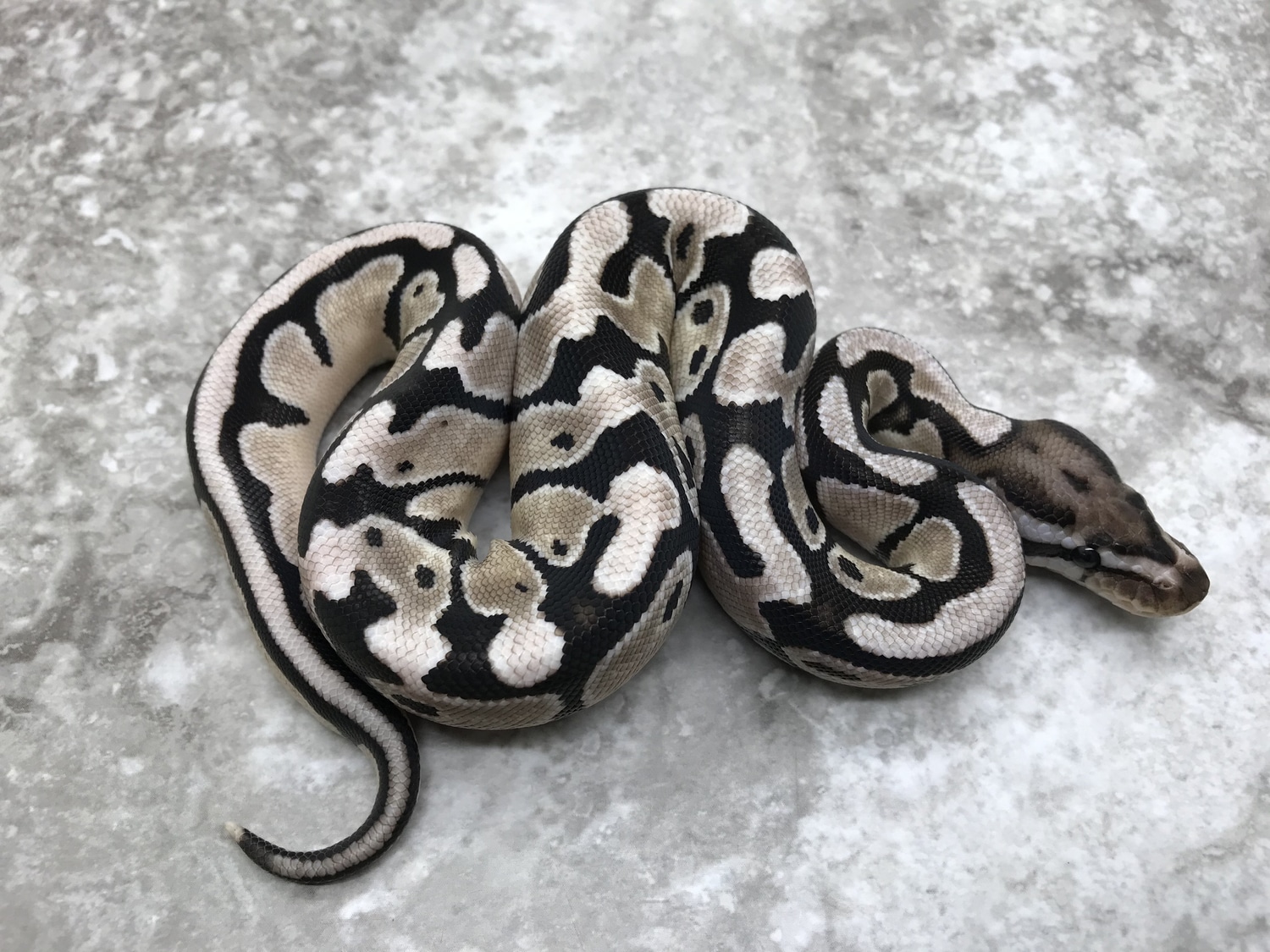 Orange Dream Vanilla TSK Axanthic Ball Python by TallGrass Reptiles ...