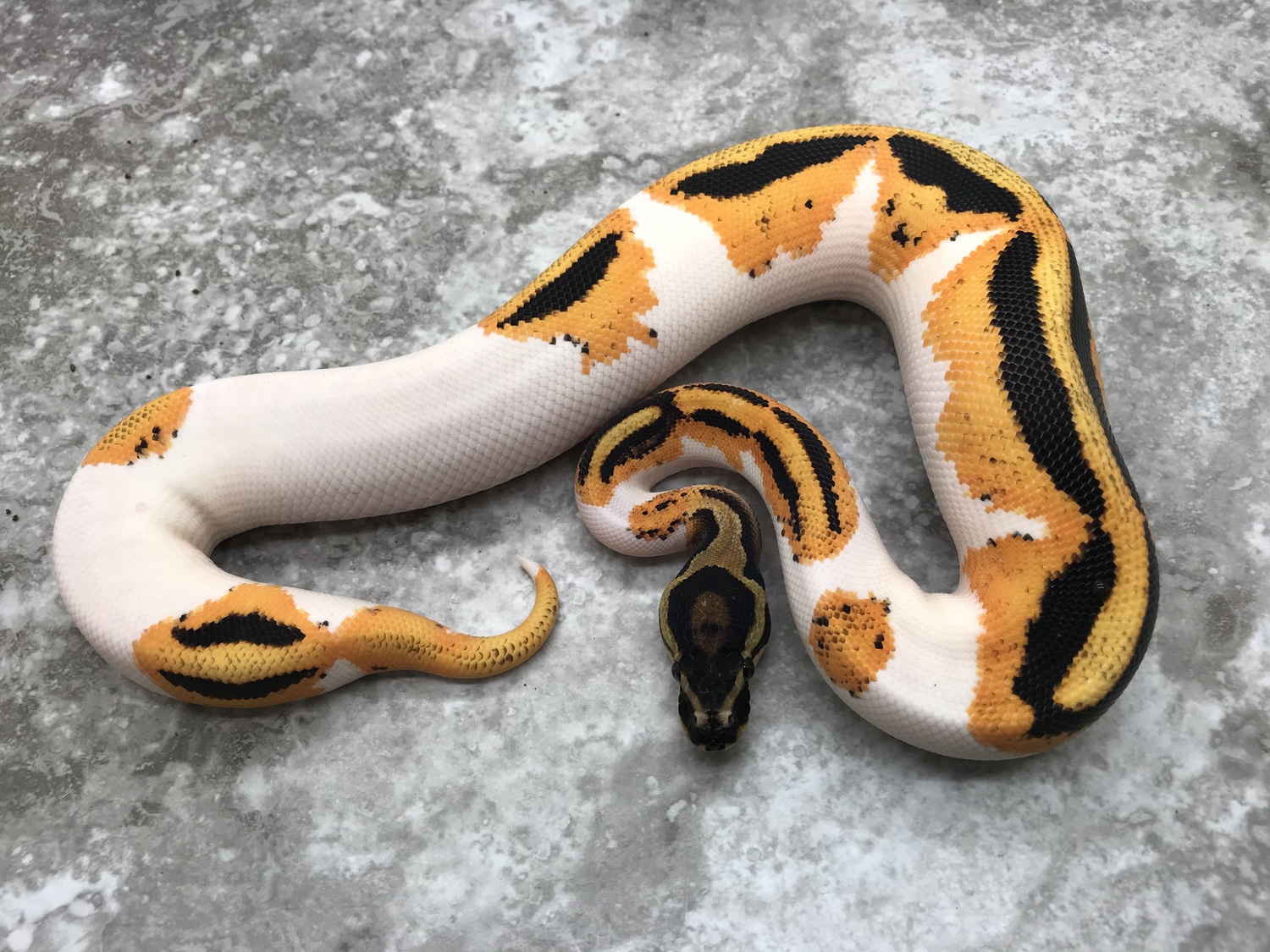 Orange Dream Yellow Belly Pied Ball Python by TallGrass Reptiles ...