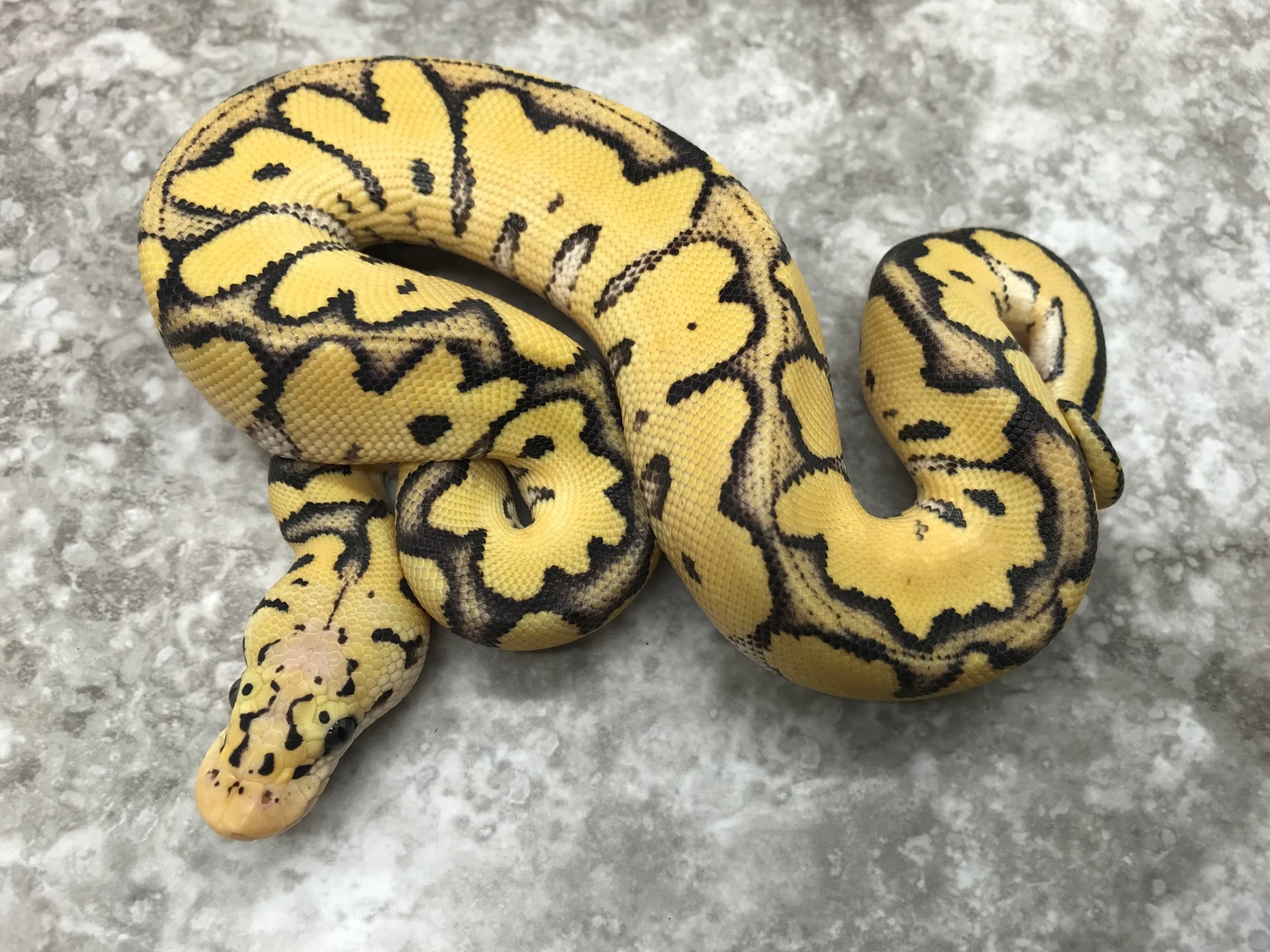 Pastel Desert Ghost Clown Ball Python by TallGrass Reptiles - MorphMarket