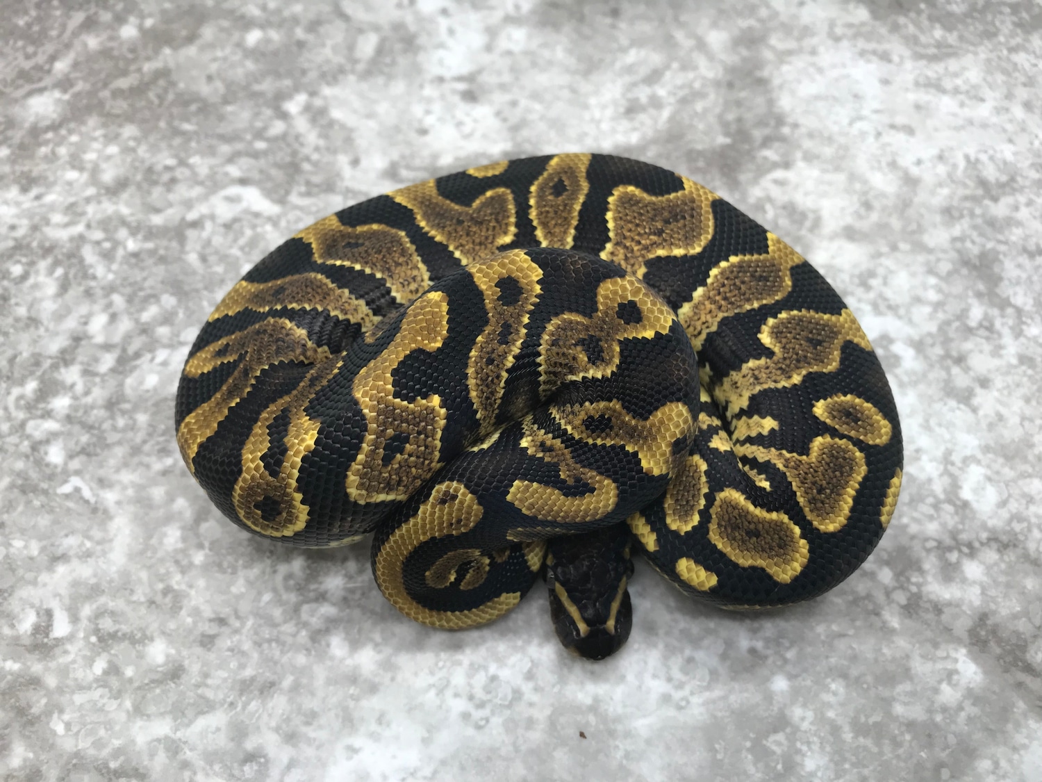 Asphalt Het Pied Pos Het Lavender Ball Python by TallGrass Reptiles ...