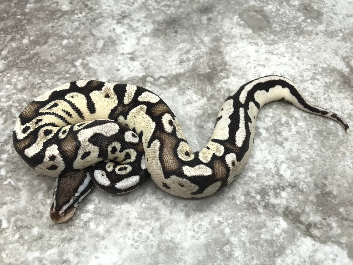 Pastel Orange Dream TSK Axanthic Ball Python by TallGrass Reptiles ...