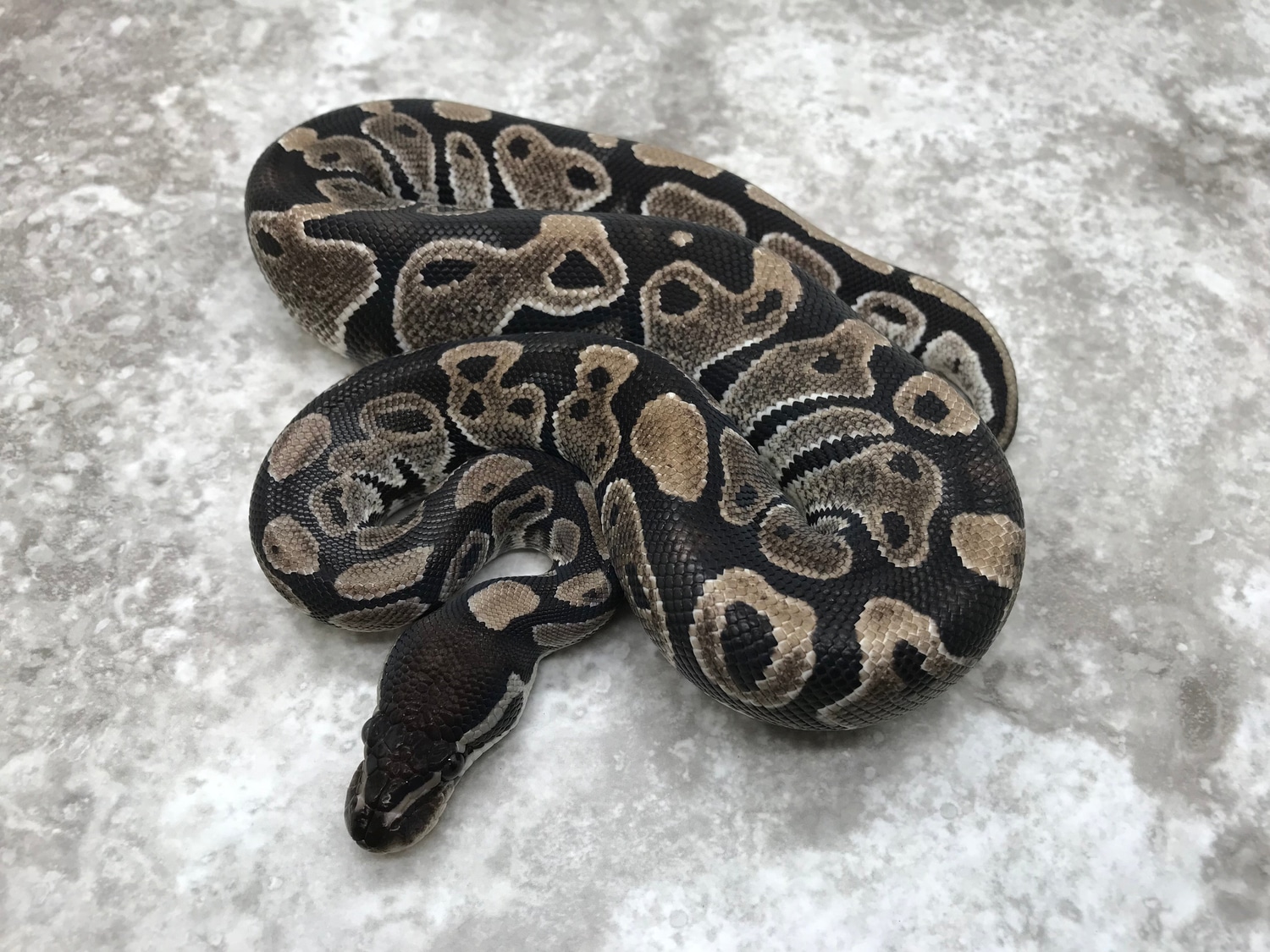Black Axanthic Ball Python by TallGrass Reptiles - MorphMarket