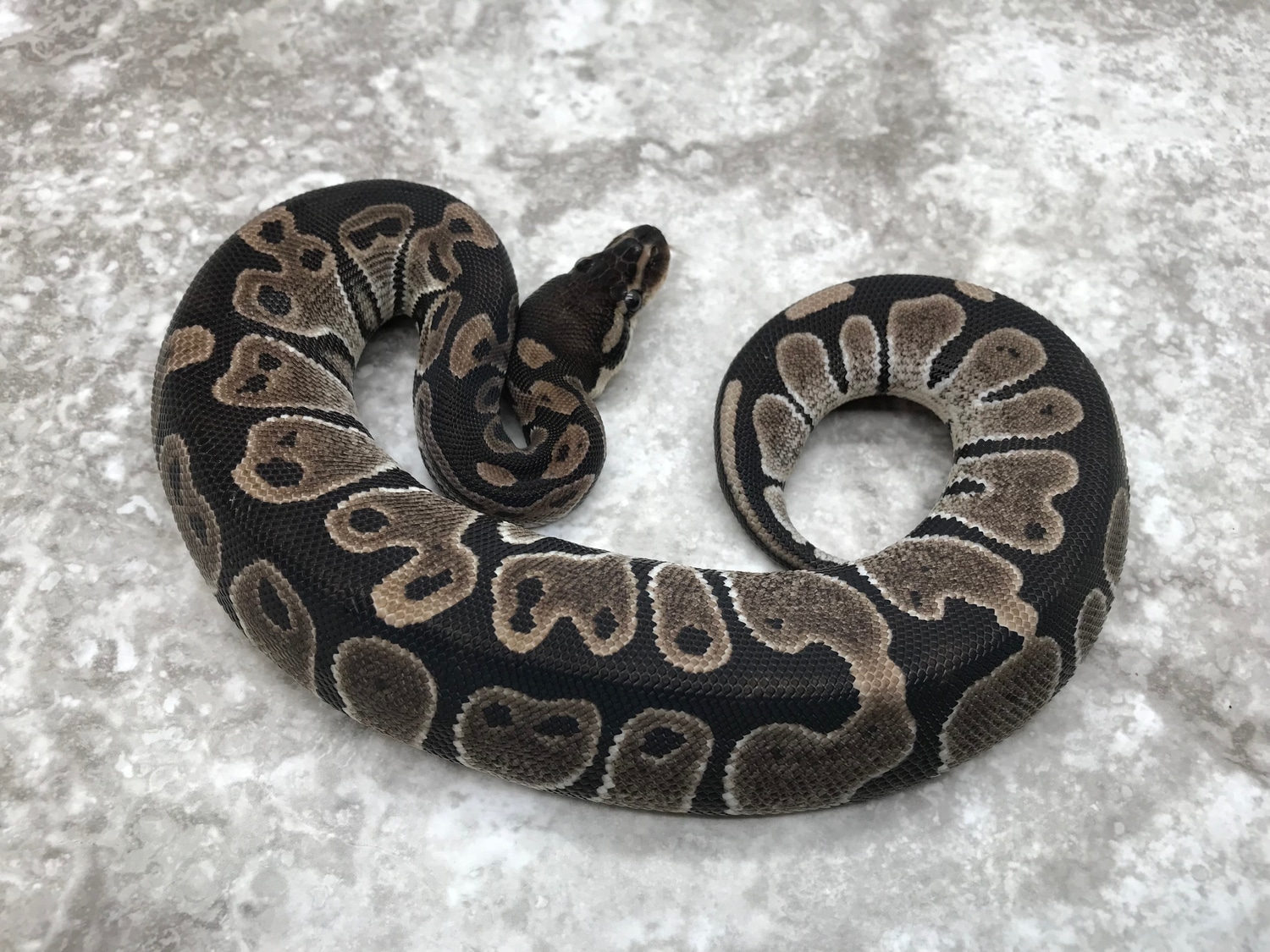 Black Axanthic Ball Python by TallGrass Reptiles - MorphMarket