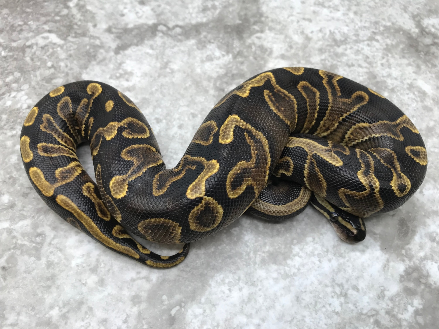 GHI Yellow Belly Het Pied Ball Python by TallGrass Reptiles - MorphMarket