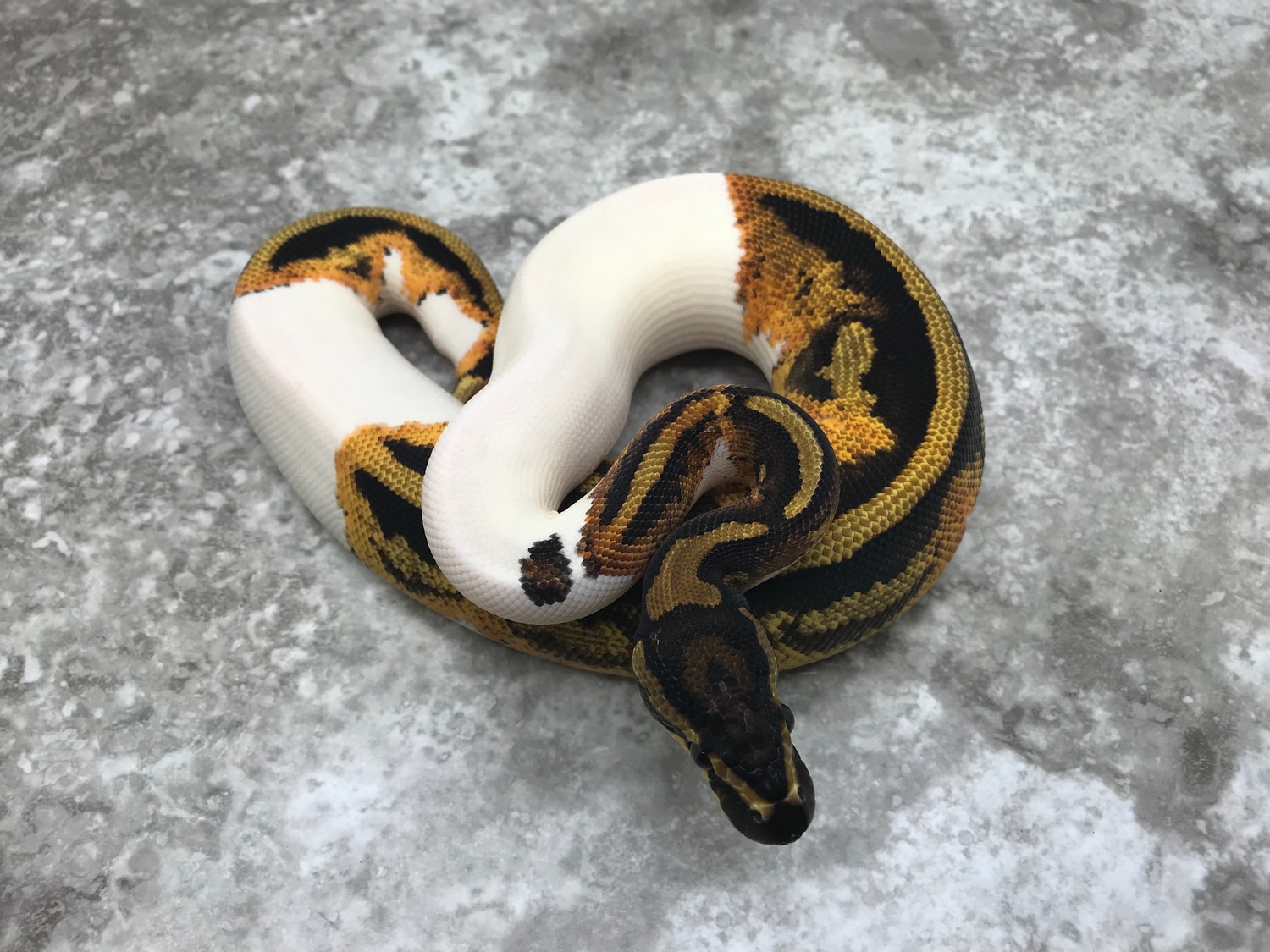 Yellow Belly Pied Ball Python by TallGrass Reptiles - MorphMarket