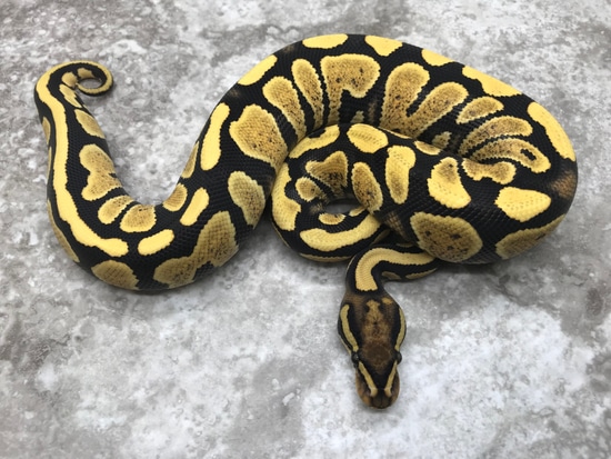 Yellow Belly Desert Ghost Ball Python by TallGrass Reptiles