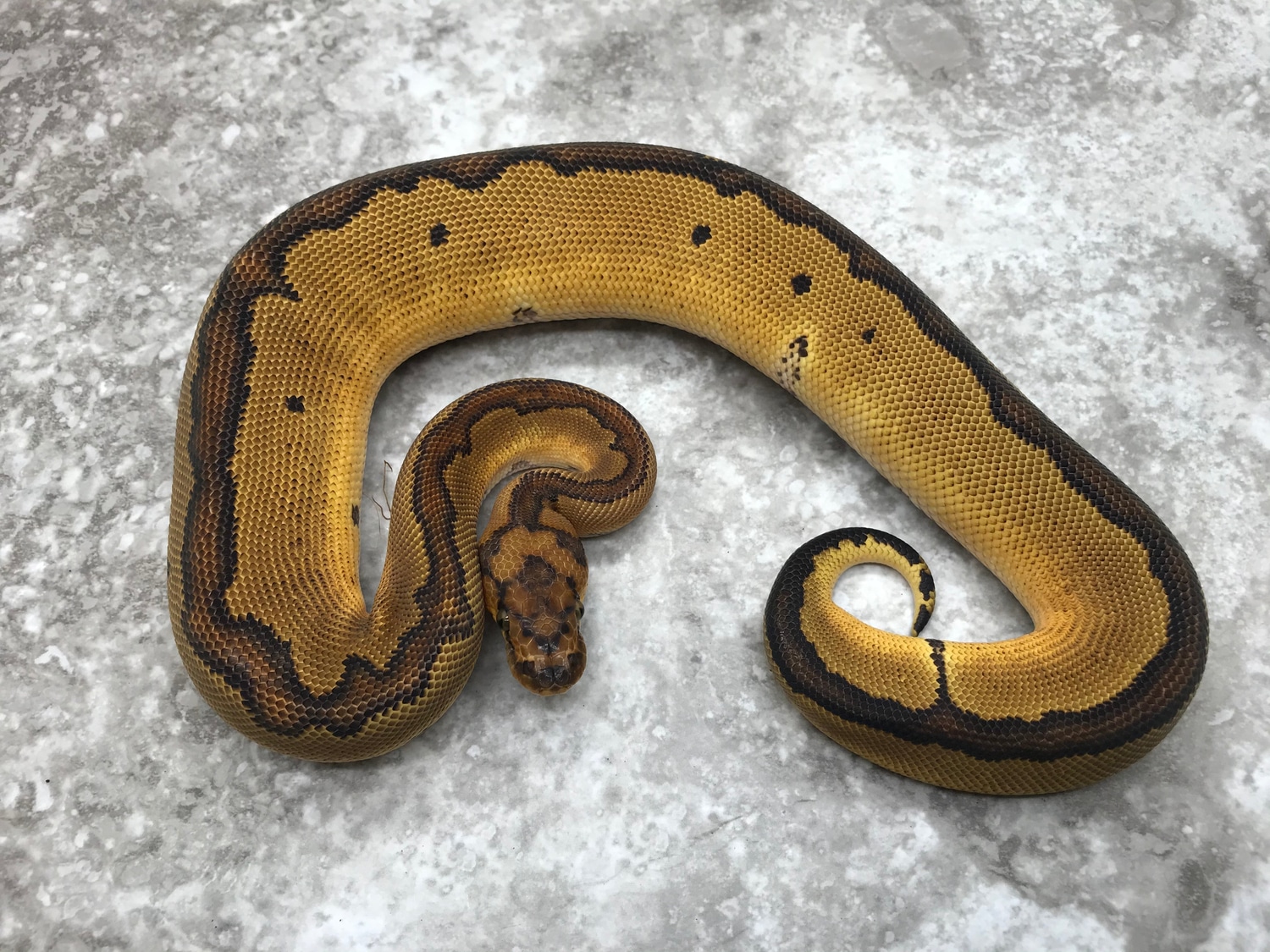 Red Stripe Clown Ball Python by TallGrass Reptiles - MorphMarket