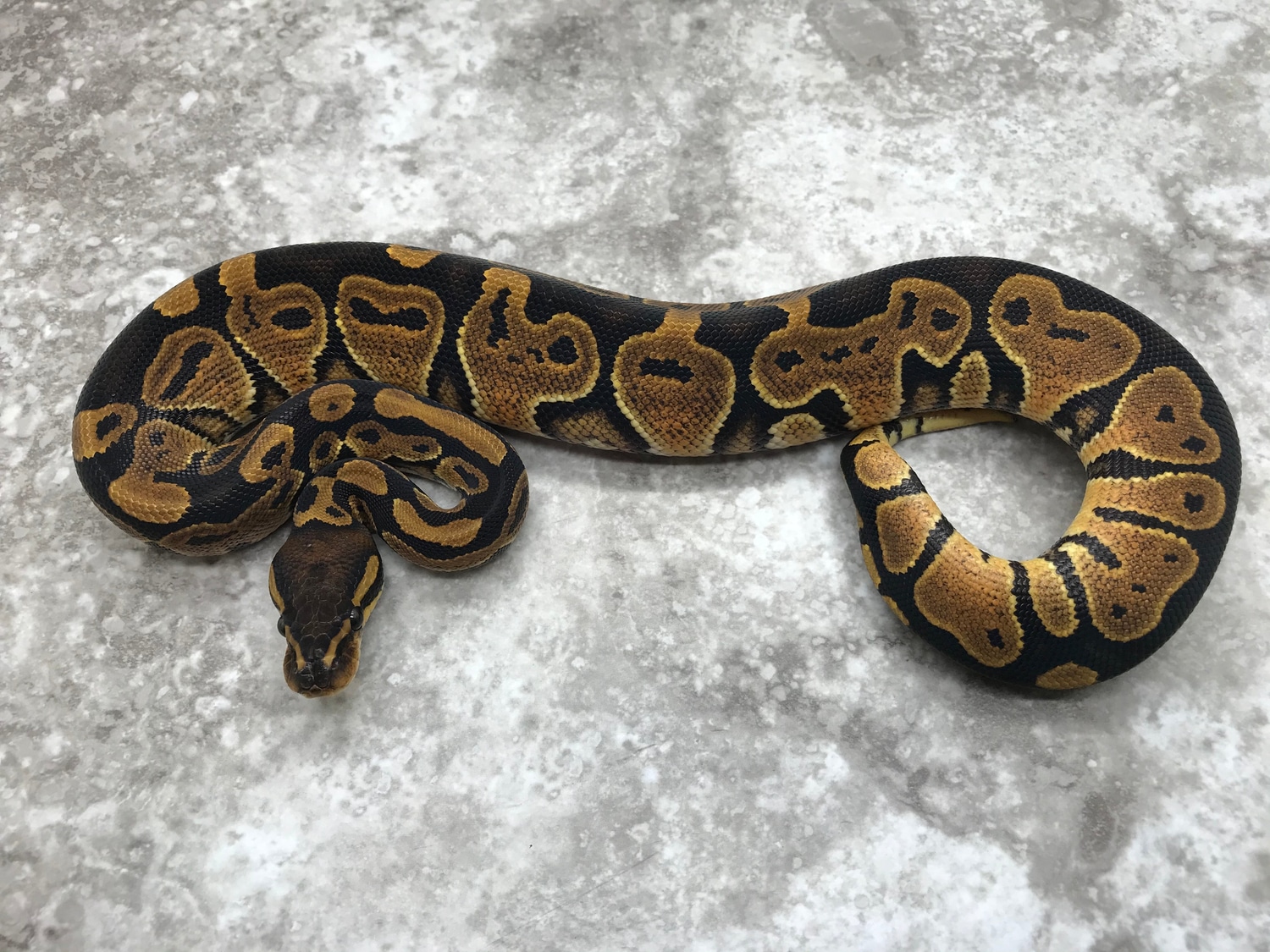Het Black Axanthic Ball Python by TallGrass Reptiles - MorphMarket