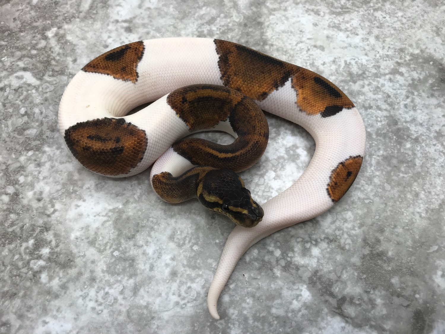Mahogany Pied Het Lavender Ball Python by TallGrass Reptiles - MorphMarket