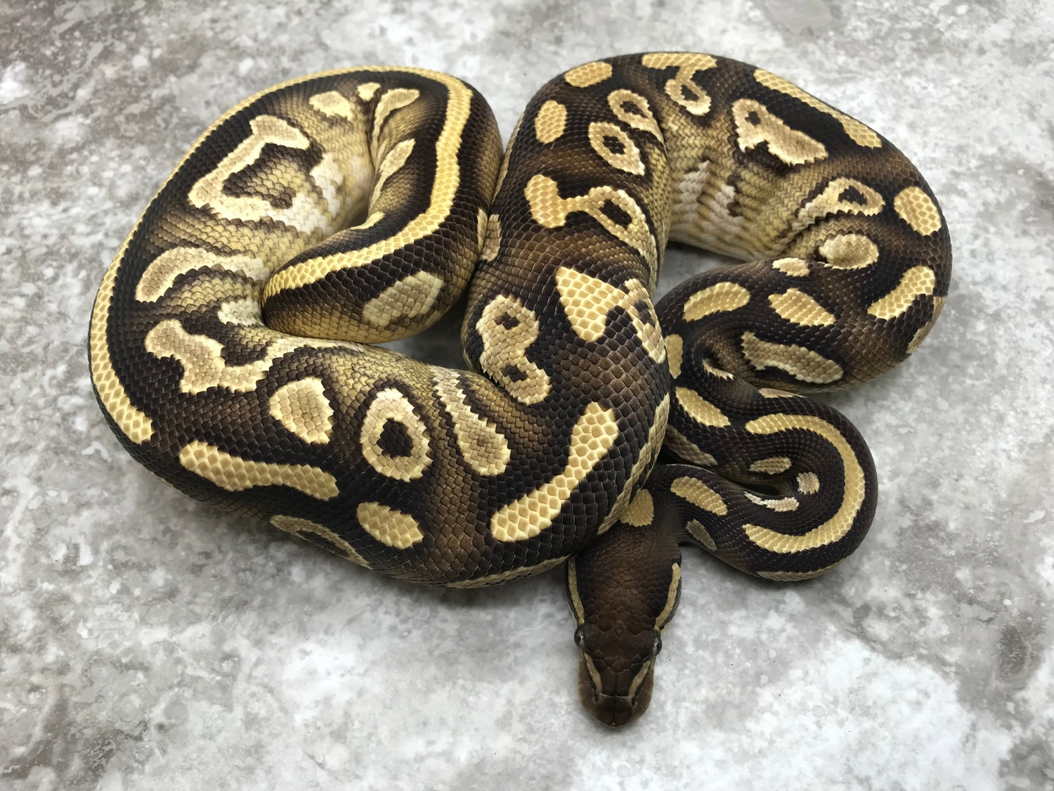 Mojave Asphalt Het Ultramel Het Pied Ball Python by TallGrass Reptiles ...