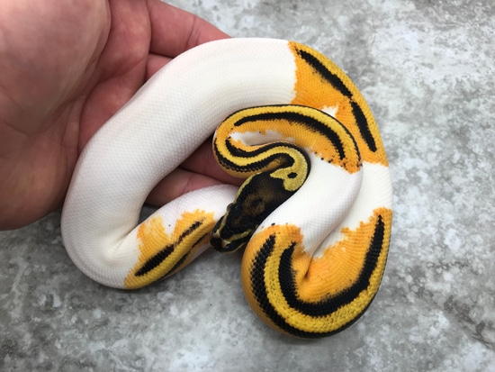 Orange Dream Yellow Belly Pastel Pied Ball Python by TallGrass Reptiles
