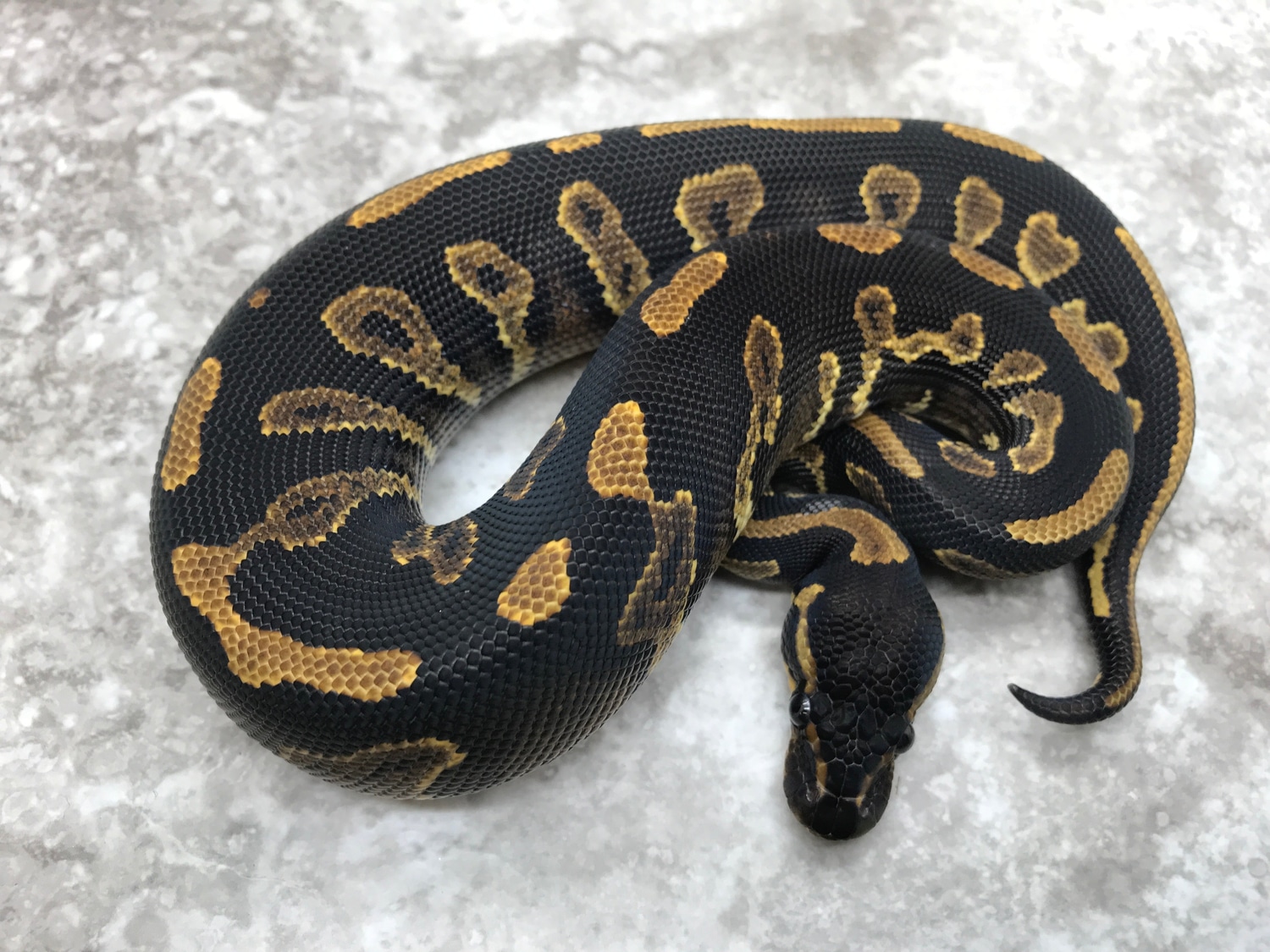 Blackhead Yellow Belly Het Desert Ghost Ball Python by TallGrass ...
