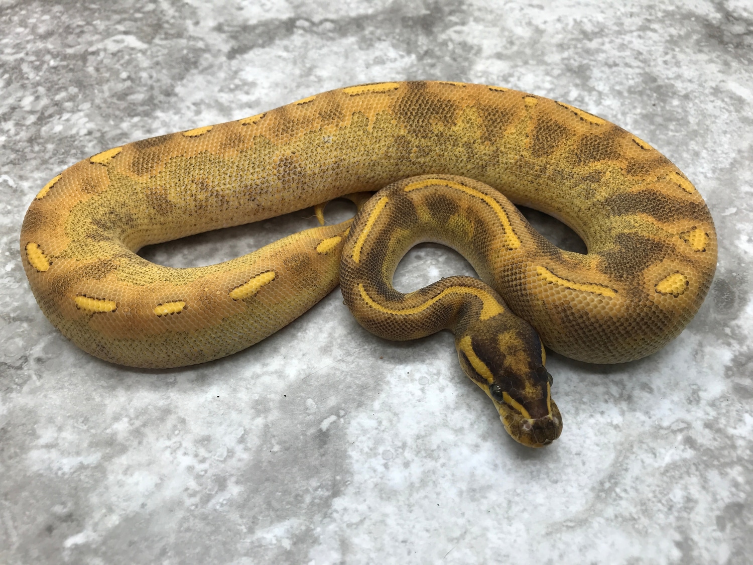 Blackhead Enchi Super Asphalt Or Freeway Ball Python by TallGrass ...