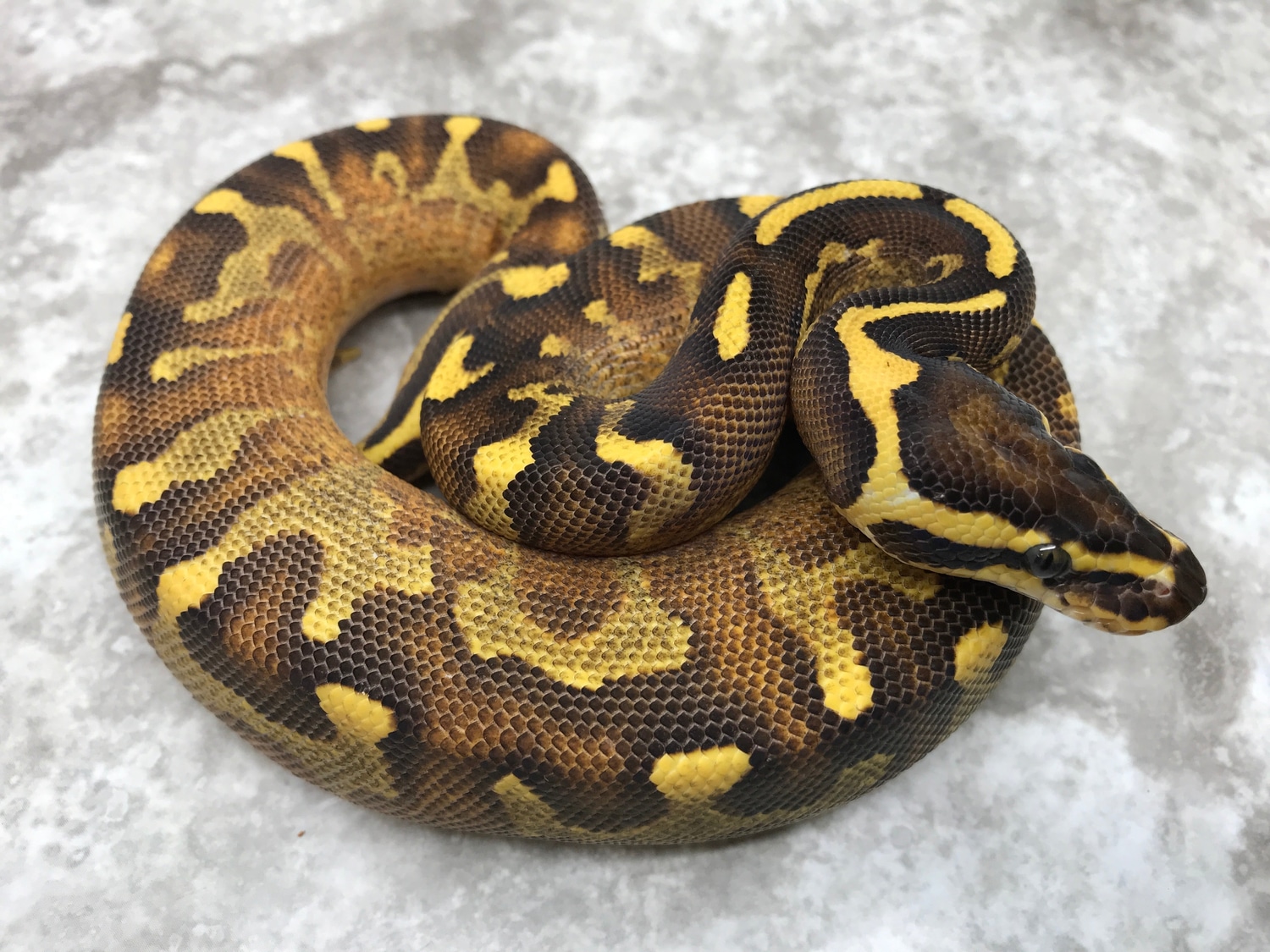 Super Asphalt Ball Python by TallGrass Reptiles - MorphMarket