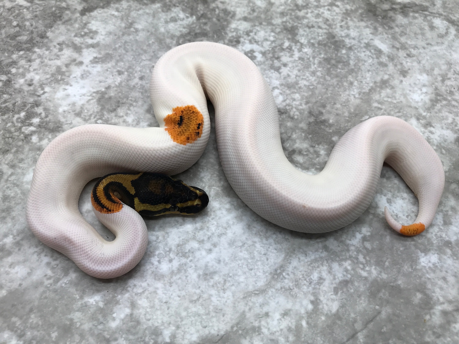 Orange Dream Yellow Belly Pied Ball Python by TallGrass Reptiles ...