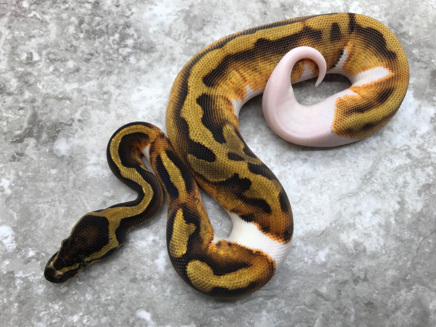 Enchi Pied Ball Python by TallGrass Reptiles - MorphMarket
