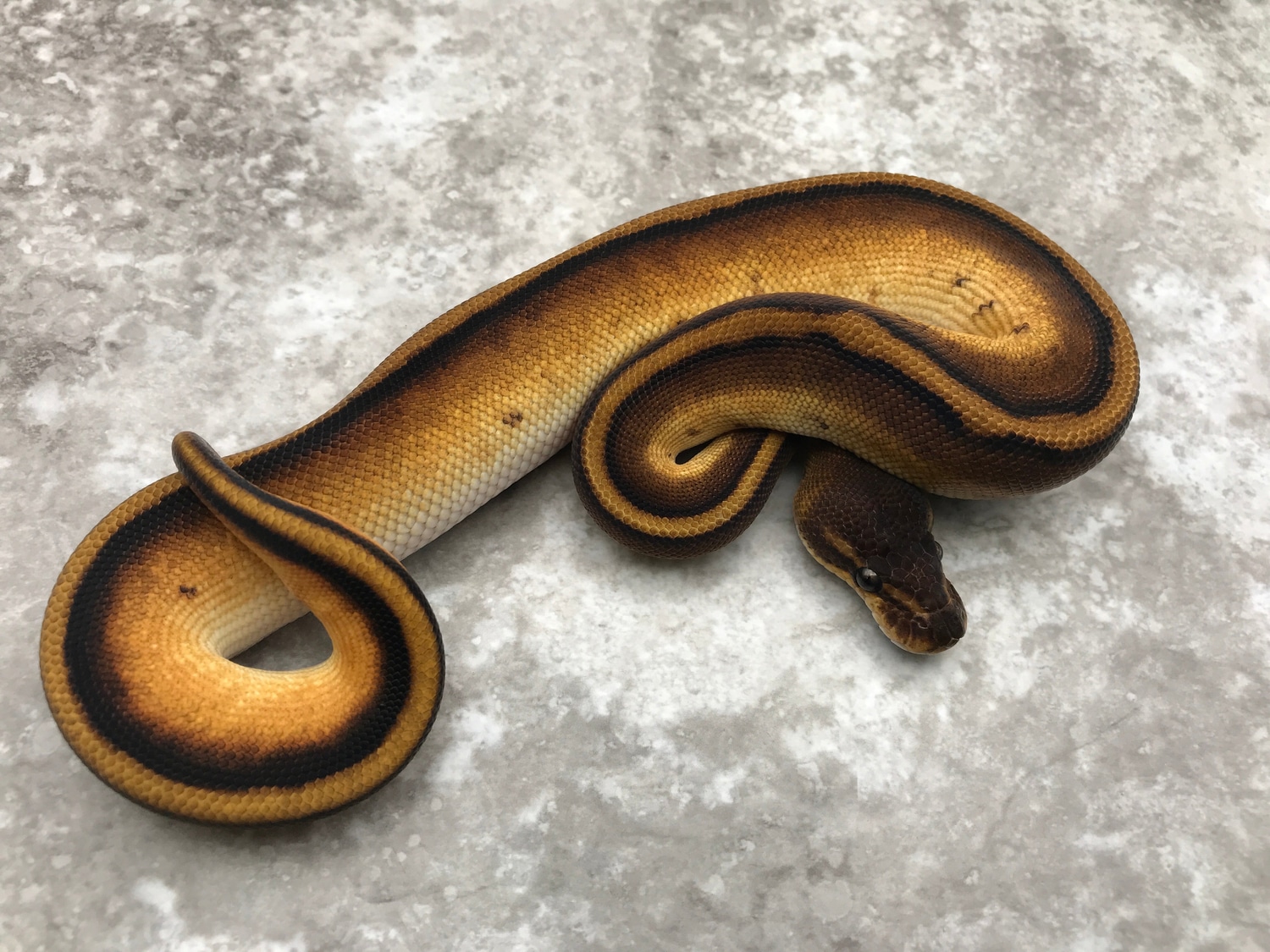 Blackhead Orange Dream Genetic Stripe Ball Python by TallGrass Reptiles ...