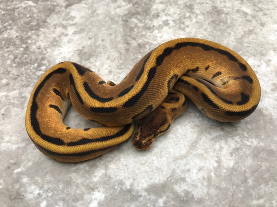 Orange Dream Enchi Genetic Stripe Ball Python by TallGrass Reptiles