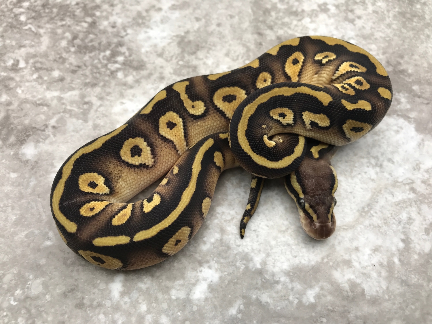 Pastave Pos Yellow Belly Het Desert Ghost Ball Python by TallGrass Reptiles - MorphMarket