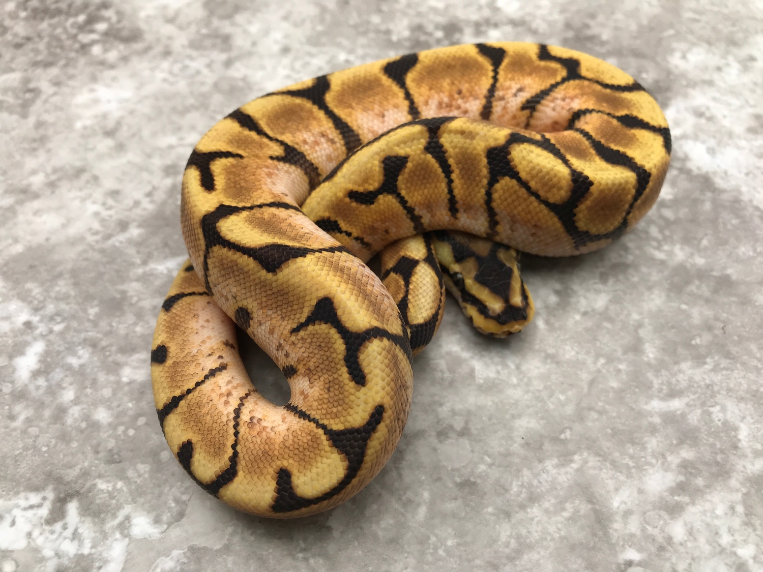 Spider Enchi Asphalt Chocolate Het Desert Ghost Pos Het Hypo Ball ...