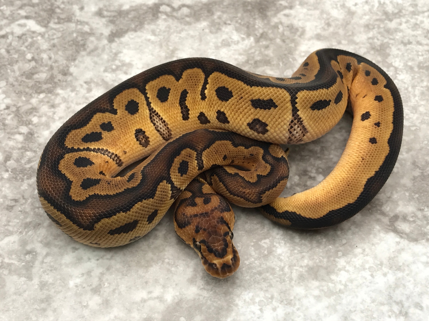Blade Clown Ball Python by TallGrass Reptiles - MorphMarket