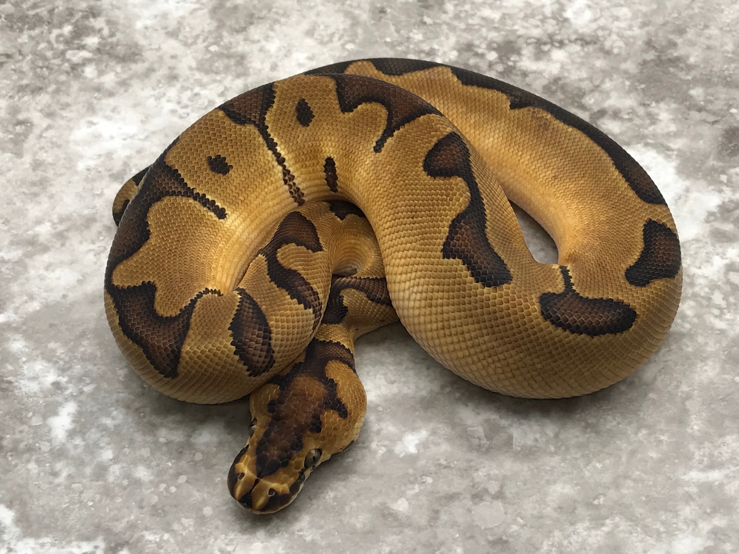 Enchi Blade Clown Ball Python by TallGrass Reptiles - MorphMarket