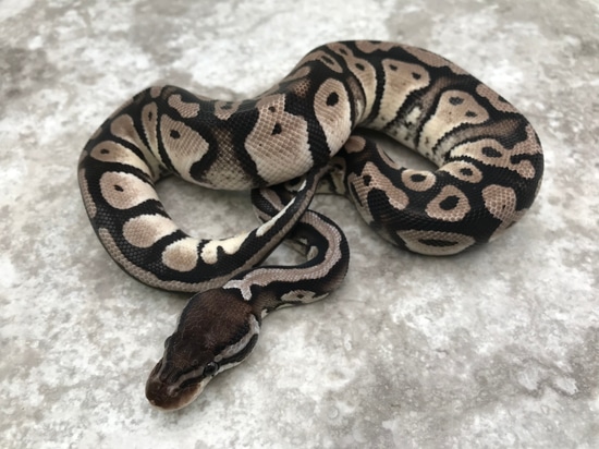Pastel Axanthic TSK Het Desert Ghost Ball Python by TallGrass Reptiles