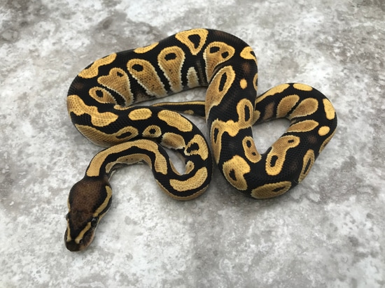 Desert Ghost Het TSK Axanthic Ball Python by TallGrass Reptiles